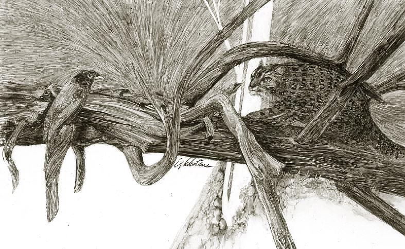 Cat Bird Drawing by Charles Valentine - Fine Art America