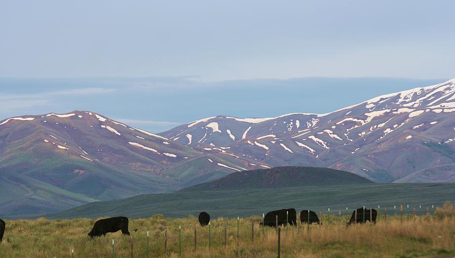 Cattle Range Photograph by Gregory Jeffries - Pixels