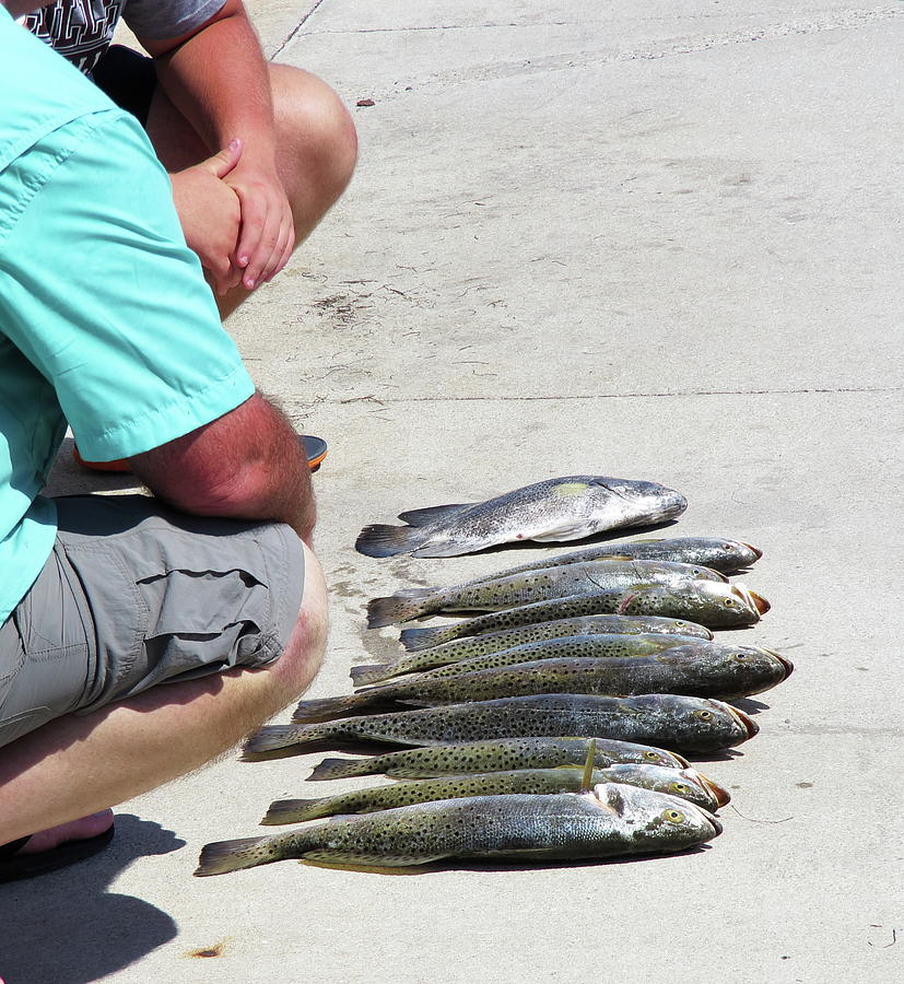 Cedar Key Fish Photograph by Roger Epps - Fine Art America