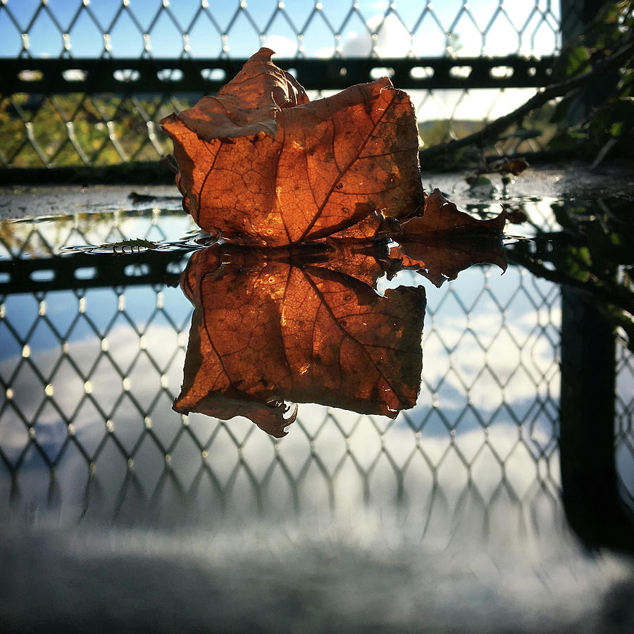 Chain Link Reflection Photograph by Andrea Heins - Pixels
