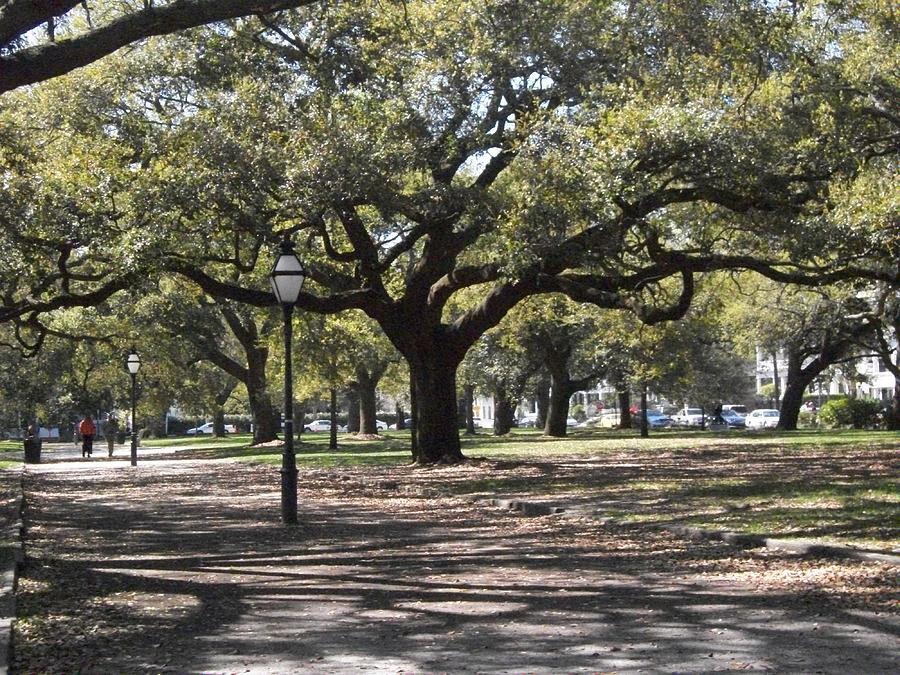 Charleston Trees Photograph by Casey Bingham - Fine Art America