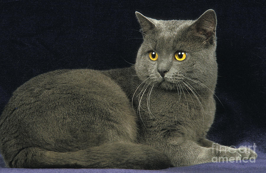 Chartreux Cat Photograph by Gerard Lacz - Fine Art America