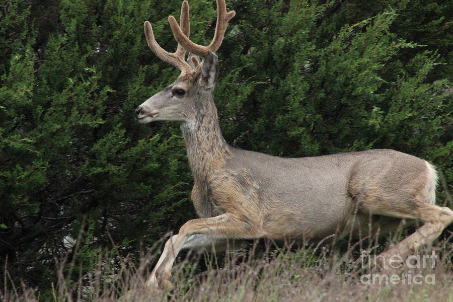 Chasing Velvet Antlers 5 Photograph by Natalie Ortiz - Fine Art America