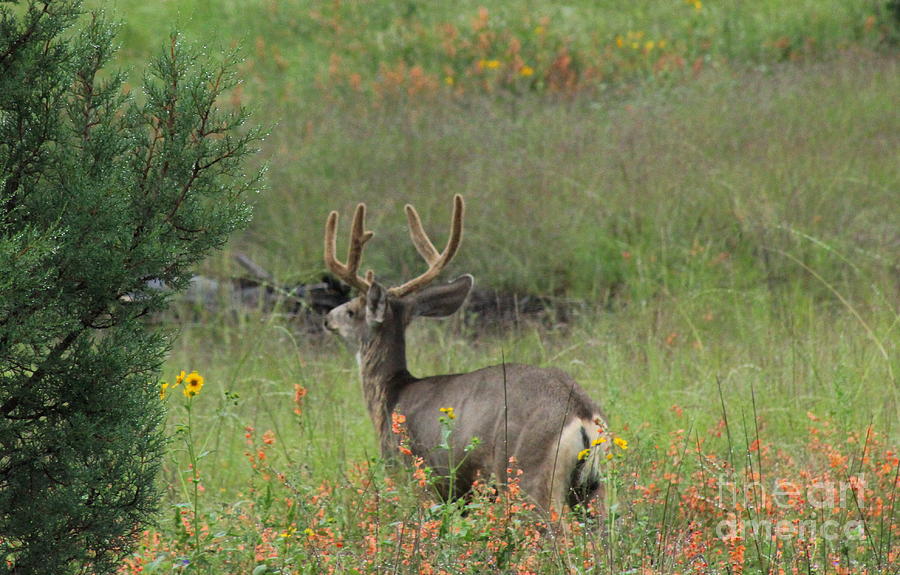 Chasing Velvet Antlers 7 Photograph by Natalie Ortiz - Fine Art America