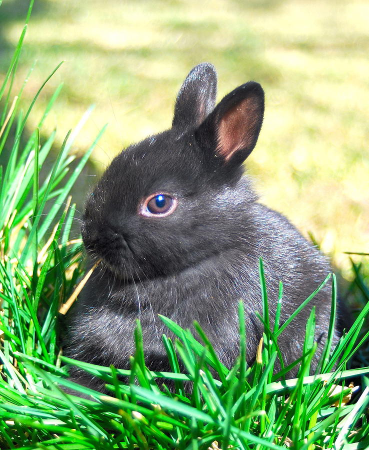 Chillin Bunny Photograph by Dan Vallo - Fine Art America