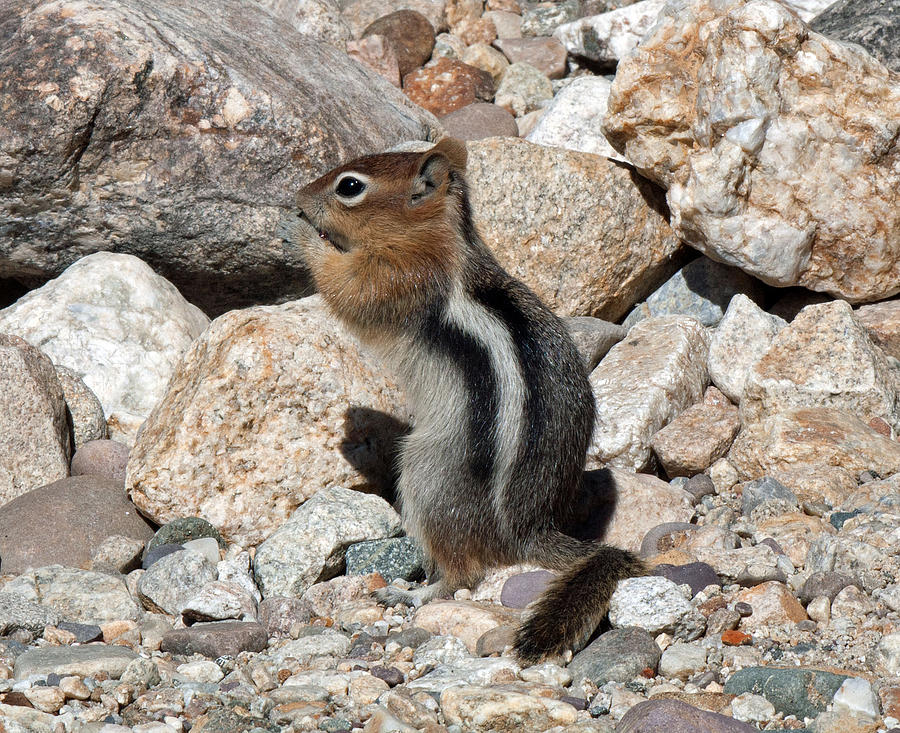 Chip 1 Photograph By June Goggins Fine Art America