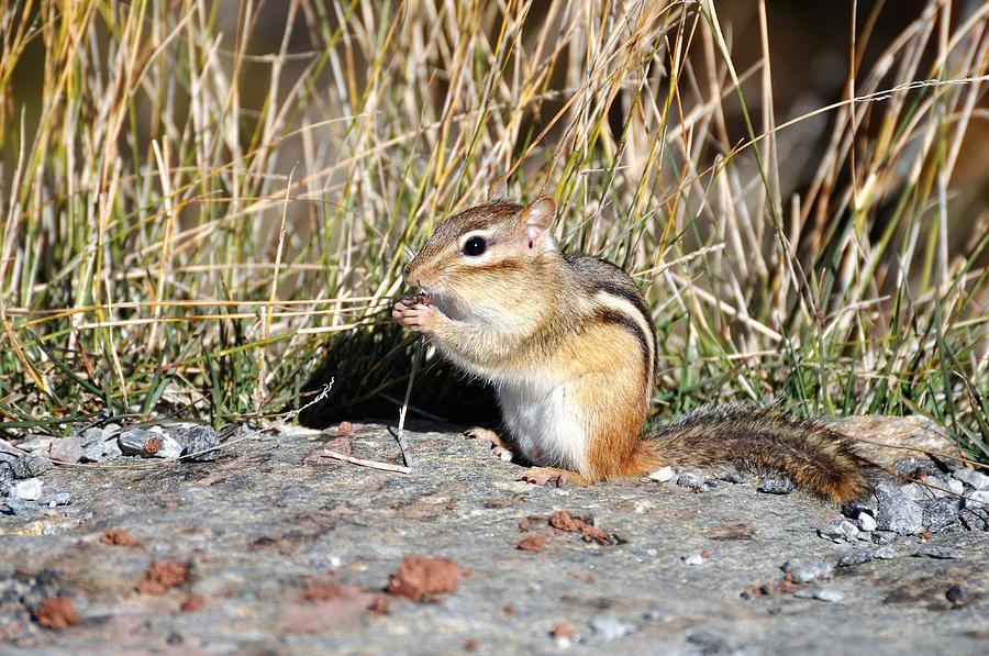 Chippie Photograph by Jo-Ann Matthews | Fine Art America Chippie Photograph by Jo-Ann Matthews | Fine Art America
