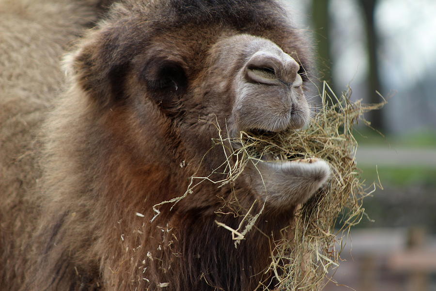 Chomping Camel Photograph by Charles H Middleburgh - Fine Art America