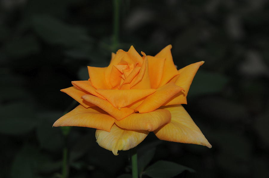 Chris Ebert Photograph by Patrick Short - Fine Art America