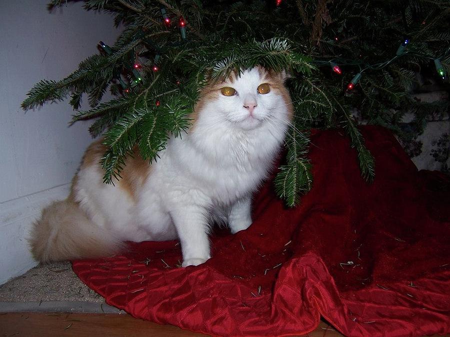 Christmas Cat Photograph by Cynthia Rountree - Pixels