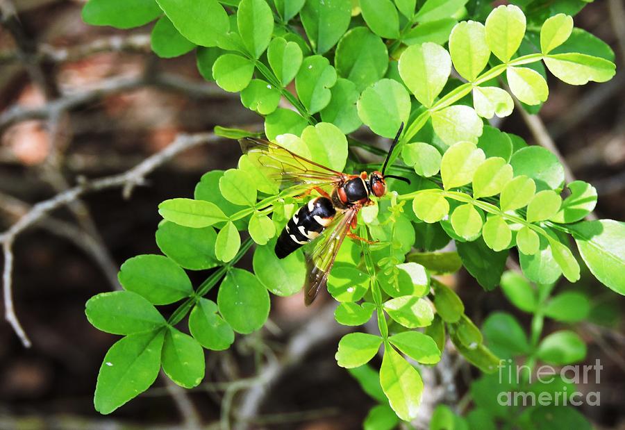 Cicada Killer Wasp Photograph By Beth Williams Pixels