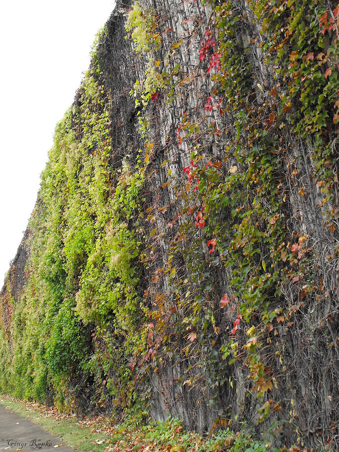 Climbing Grape Vines Photograph by Ginger Repke