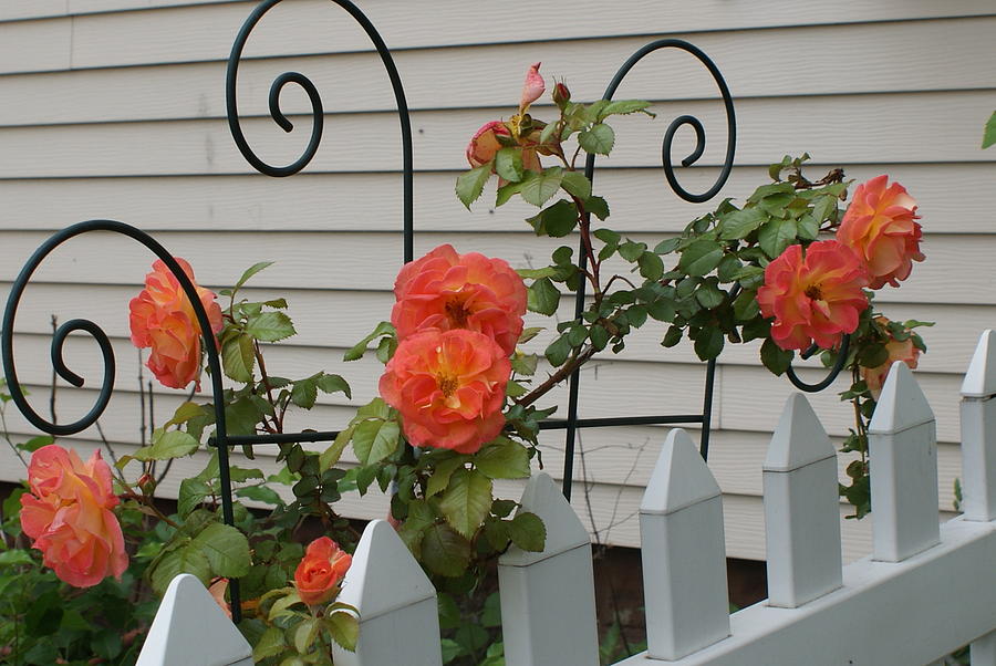 Climbing Peach Roses Photograph by William Ohanlan - Fine Art America