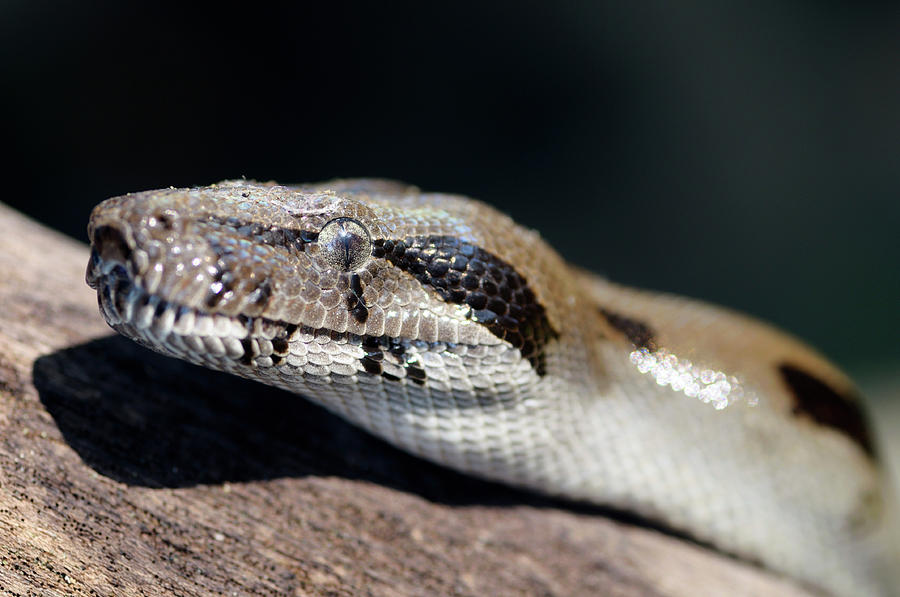 Close up of a wild boa constrictor waiting for prey on a log in ...