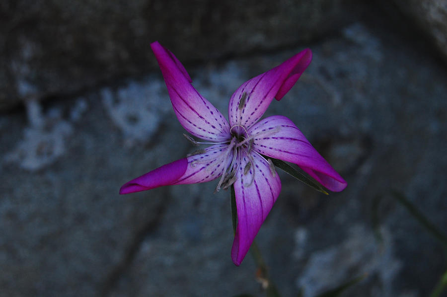 Coily Photograph by Jean Booth - Fine Art America