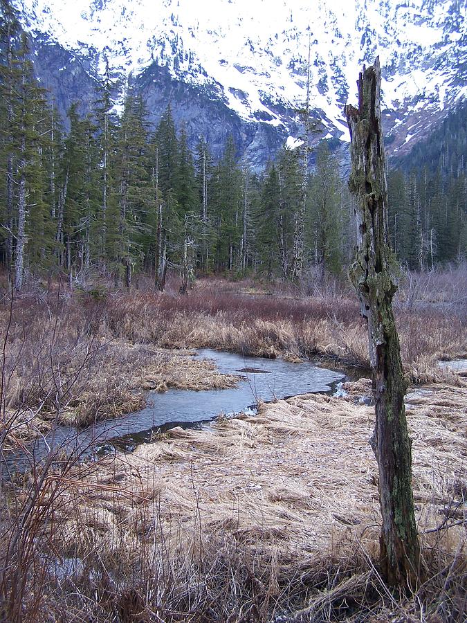 Cold Marsh Photograph by Gene Ritchhart - Fine Art America