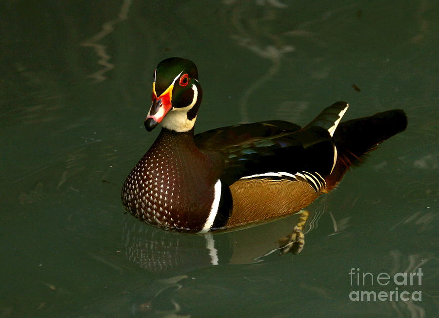 Colorful Male Wood Duck Photograph by Myrna Bradshaw - Pixels Colorful Male Wood Duck Photograph by Myrna Bradshaw - Pixels