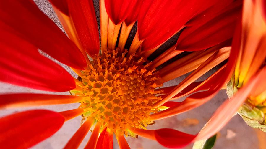 Colorful Ms. Daisy Photograph by Rusty Gentry - Fine Art America