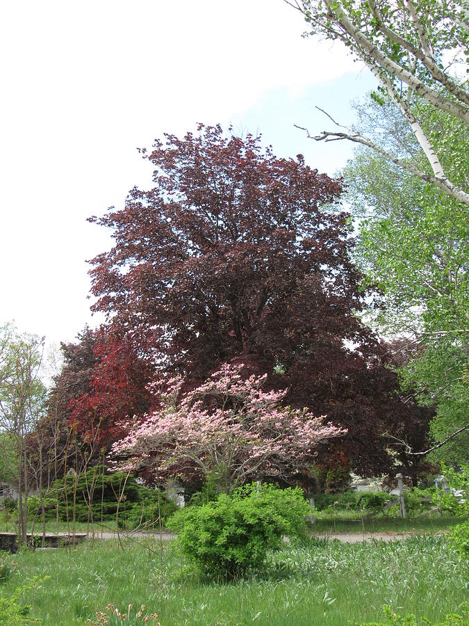 Colorful trees in early Spring Photograph by Linda Weaver | Fine Art ...