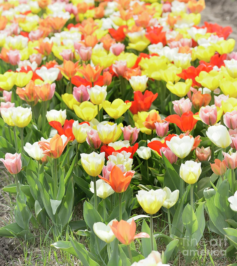 Colorful Tulips Photograph by Svetlana Foote - Pixels