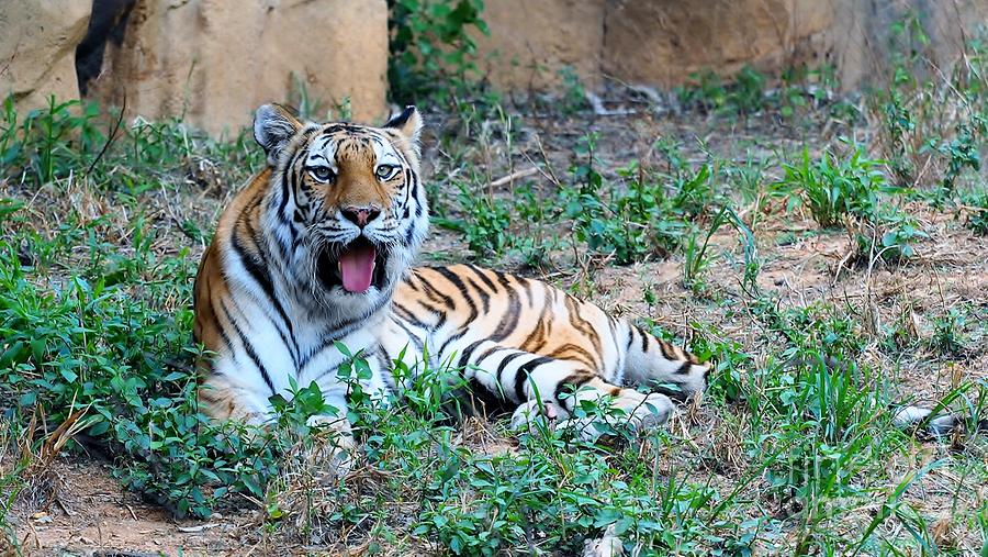 Columbia Tiger Photograph by William Bosley - Fine Art America