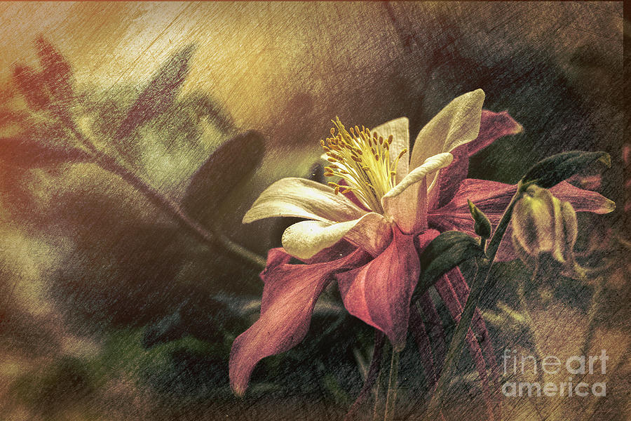 Columbine Photograph By Susan Grube Pixels