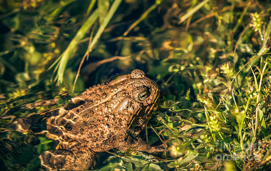 Common Toad Photograph by Robert Bales - Pixels