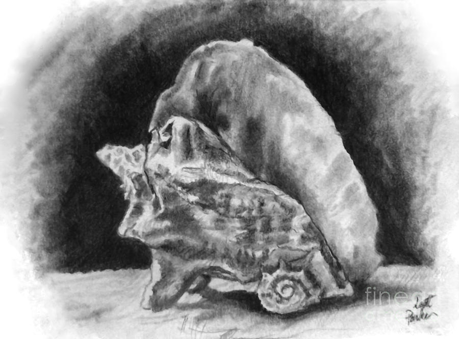 Conch Shell Drawing by Scott Parker - Fine Art America