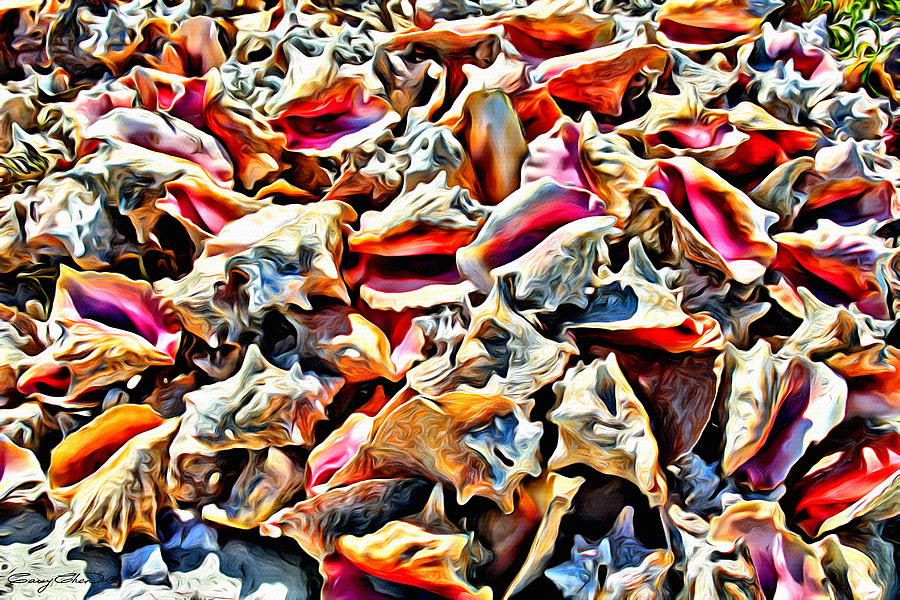 Conch Shells Digital Art by Anthony C Chen - Fine Art America