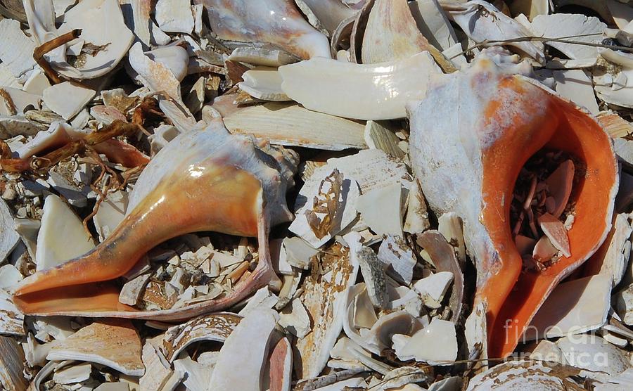 Conch Shells Photograph by Joseph Perno - Pixels
