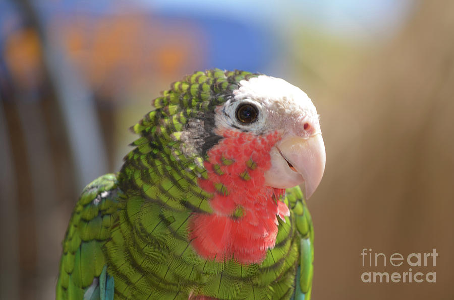 Conure Parrot with a Cream Colored Hooked Beak Photograph by DejaVu ...