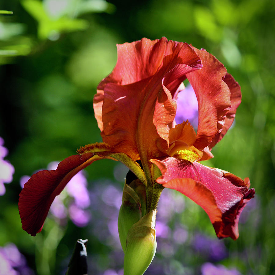 Copper Iris Squared 2 Photograph by Teresa Mucha - Pixels