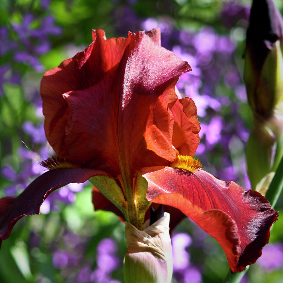 Copper Iris Squared 4 Photograph by Teresa Mucha | Fine Art America