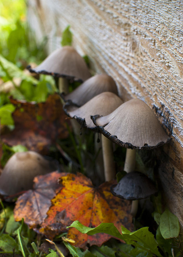 Coprinus Micaceus Mushrooms Photograph By Nancy Killam
