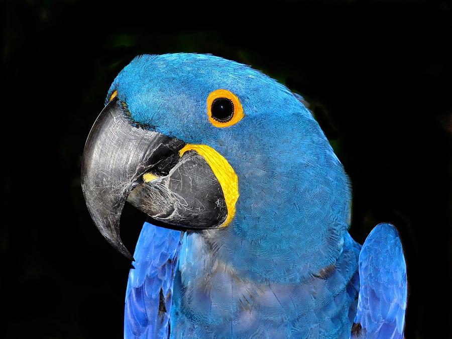 Cosmo Photograph by Rick Davis - Fine Art America