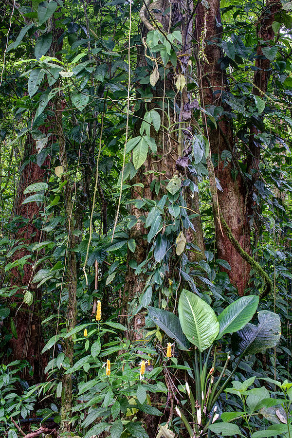 Costa Rica Rainforest Photograph by Kim Gates | Pixels