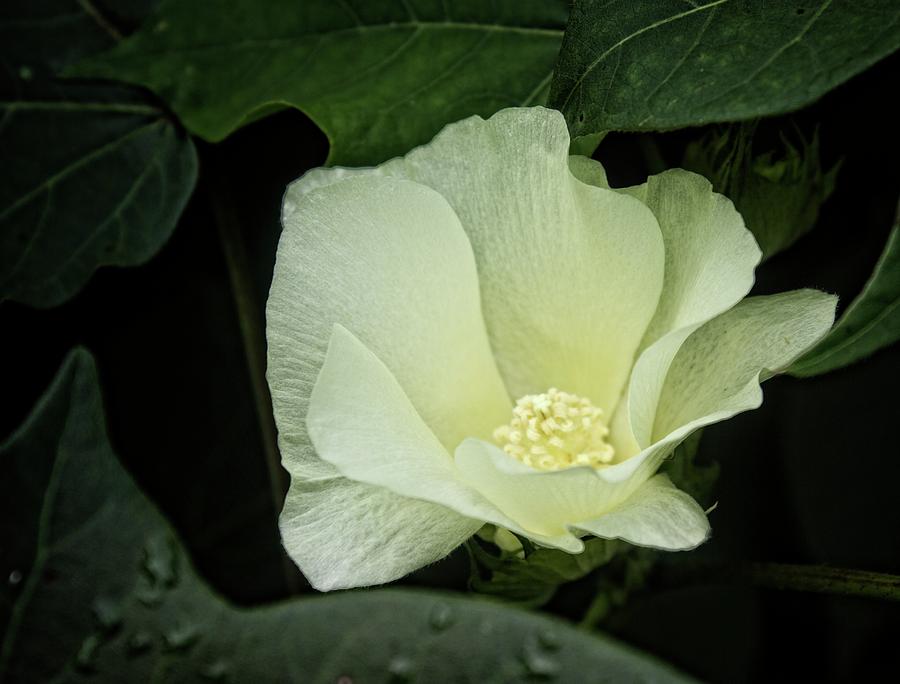 Cotton Flower 1 Photograph by Fred Hahn - Fine Art America