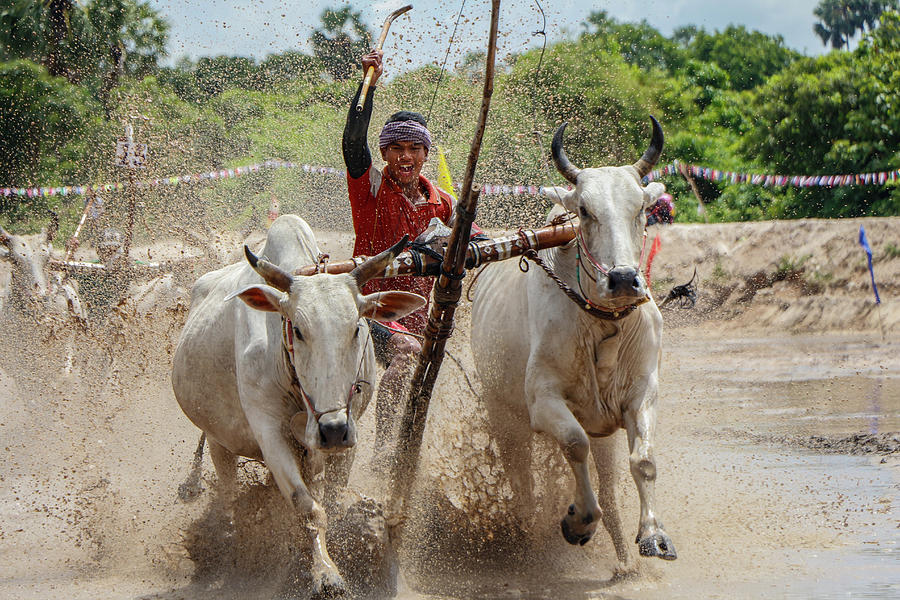 Cow racing festival in Vietnam Photograph by Vinh Le - Fine Art America