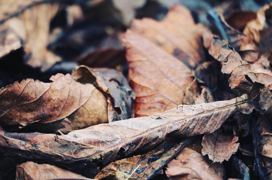 Crisp Leaf Photograph by Michael Sharp - Fine Art America