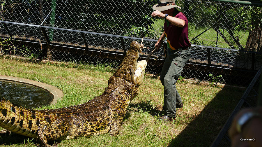 Crocodile Attack 2 Photograph by Gary Crockett - Fine Art America