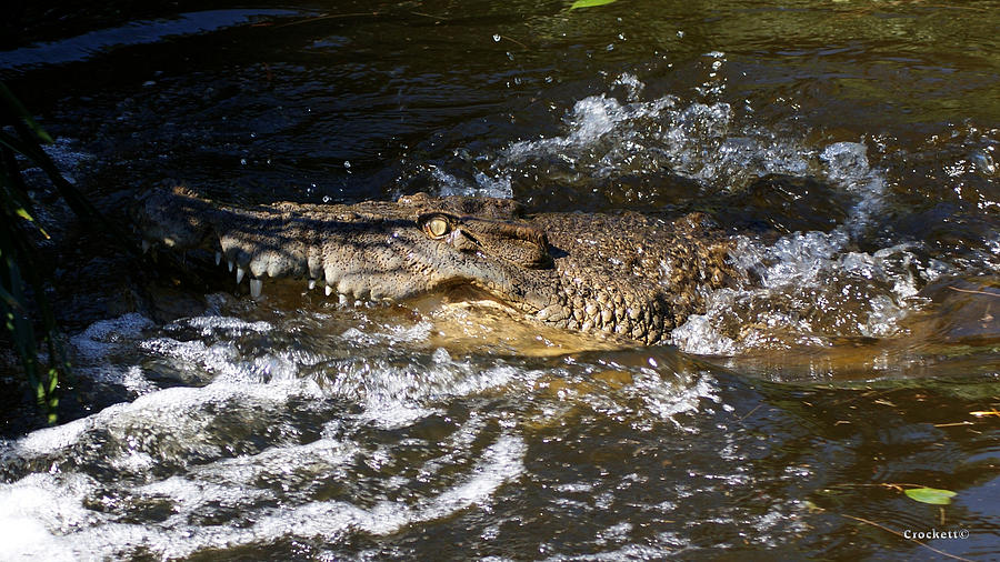 Crocodile Attack Photograph by Gary Crockett - Fine Art America
