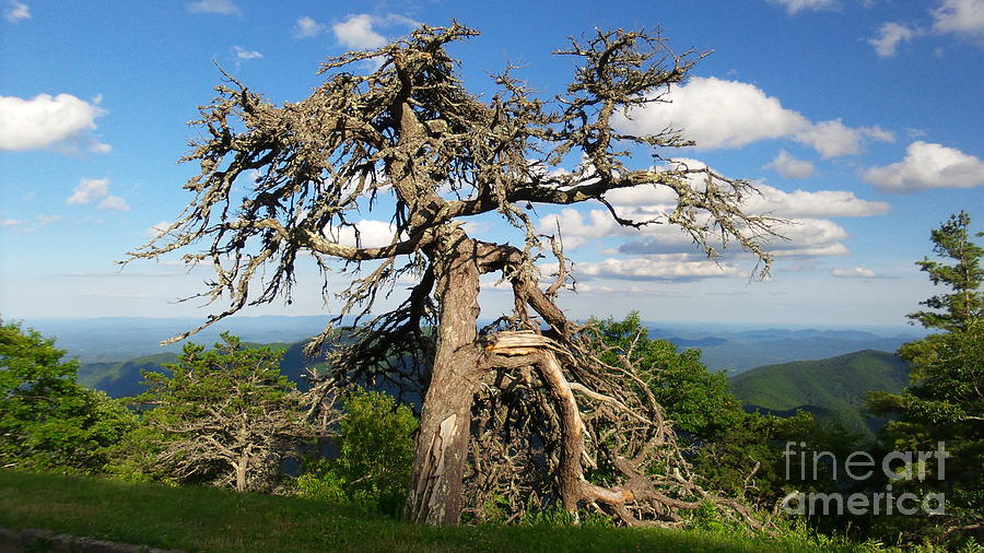 Crooked Tree Photograph by Dawn Gilbert Rikard - Fine Art America