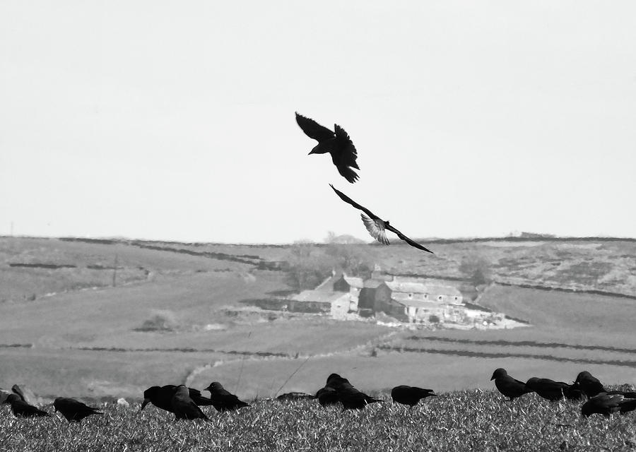 Crows Dance Photograph by Philip Openshaw - Pixels