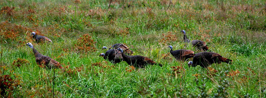 Cruising The Strip Photograph by David Dunham - Fine Art America
