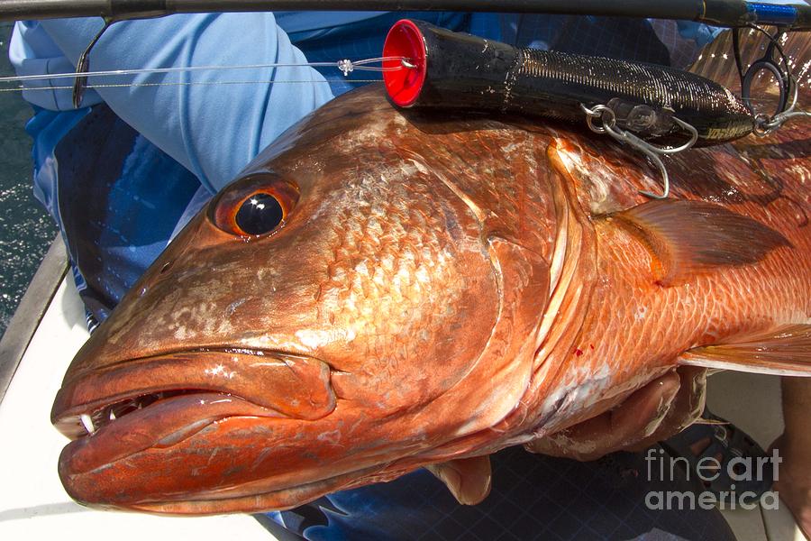 Cubera Snapper Photograph by Adrian E Gray - Fine Art America