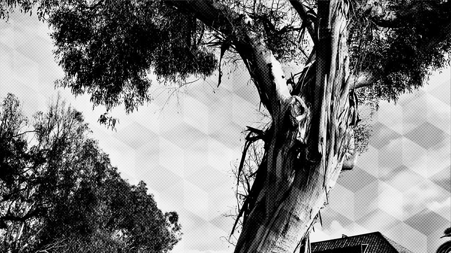 Cubic Tree Photograph by Judith Kitzes - Fine Art America