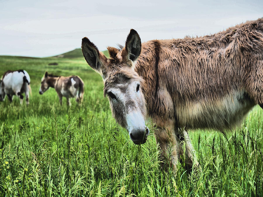Curious Doney Photograph by Jimmy Jordan