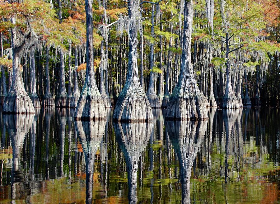 Cypress Photograph by Julie McCracken - Fine Art America