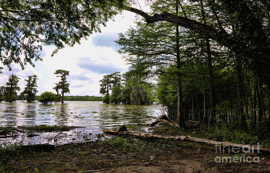Cypress Trees Swamps Lake Martin La Photograph By Chuck Kuhn Fine Art