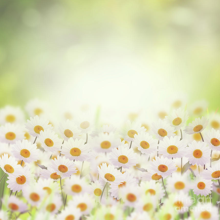 Daisies in The Flower Garden Photograph by Svetlana Foote - Fine Art ...